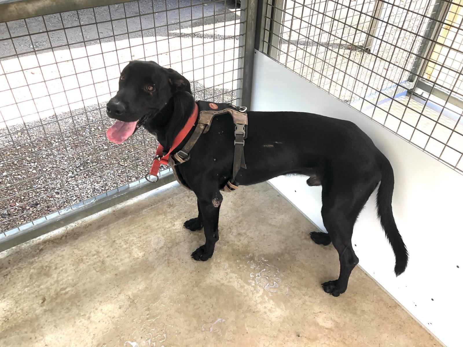 Lost Dogs at Council | Litchfield Council